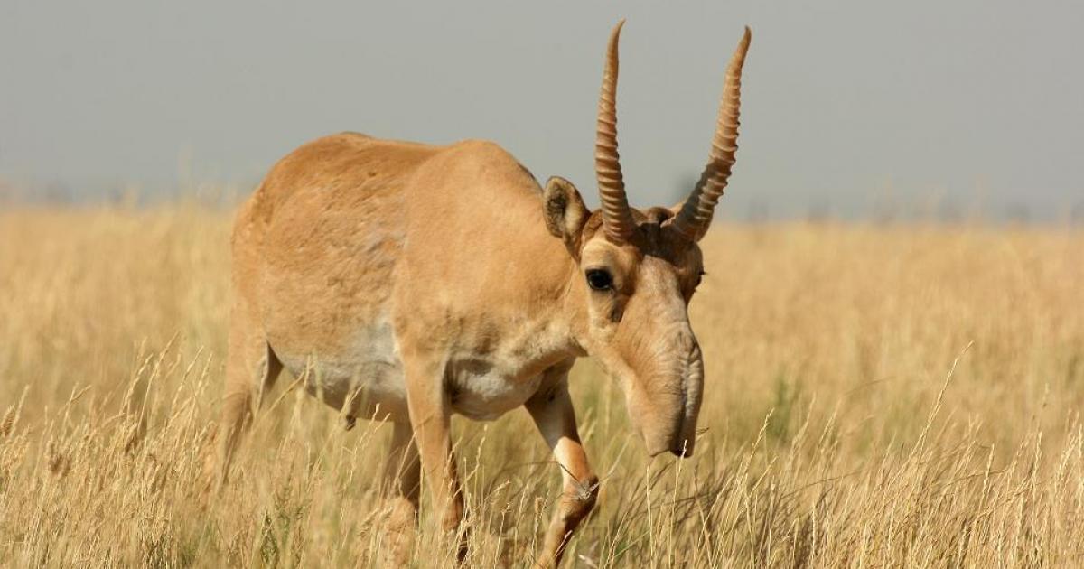 Scientists uncover secret of 'mass mortality event' of endangered saiga ...