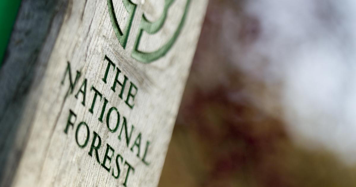 Plans for a Northern Forest take centre stage in government's new ...