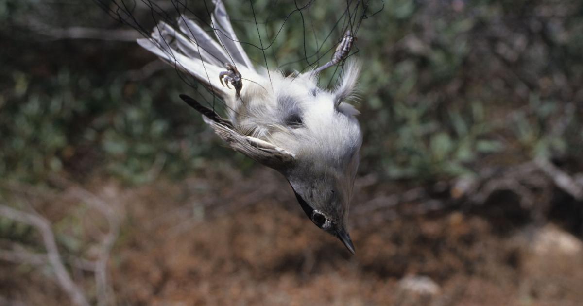 Camera snaps ensnare bird trappers on Cyprus reports RSPB
