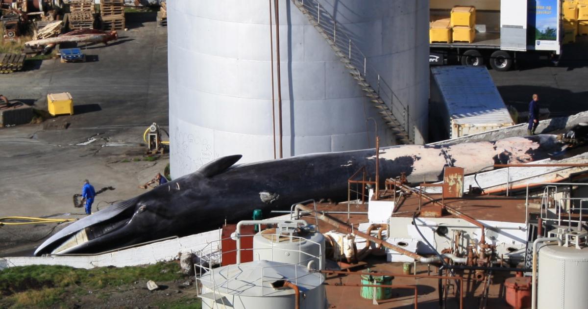 Iceland to resume hunting endangered fin whales