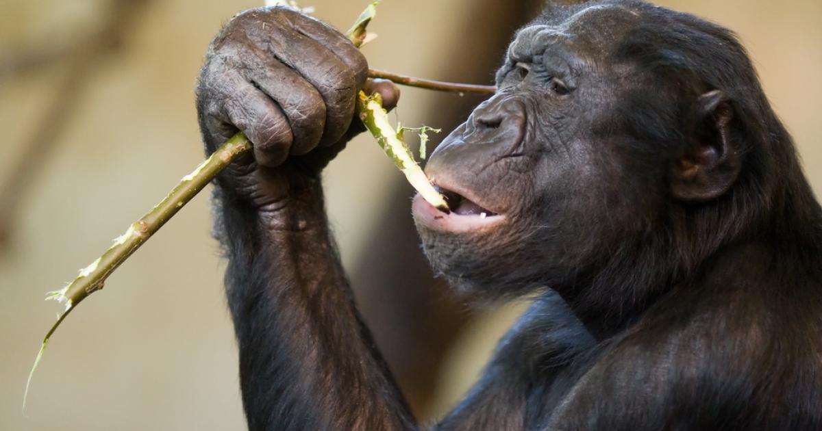 The evolution of human aggression: Curtis Abraham interviews Richard ...