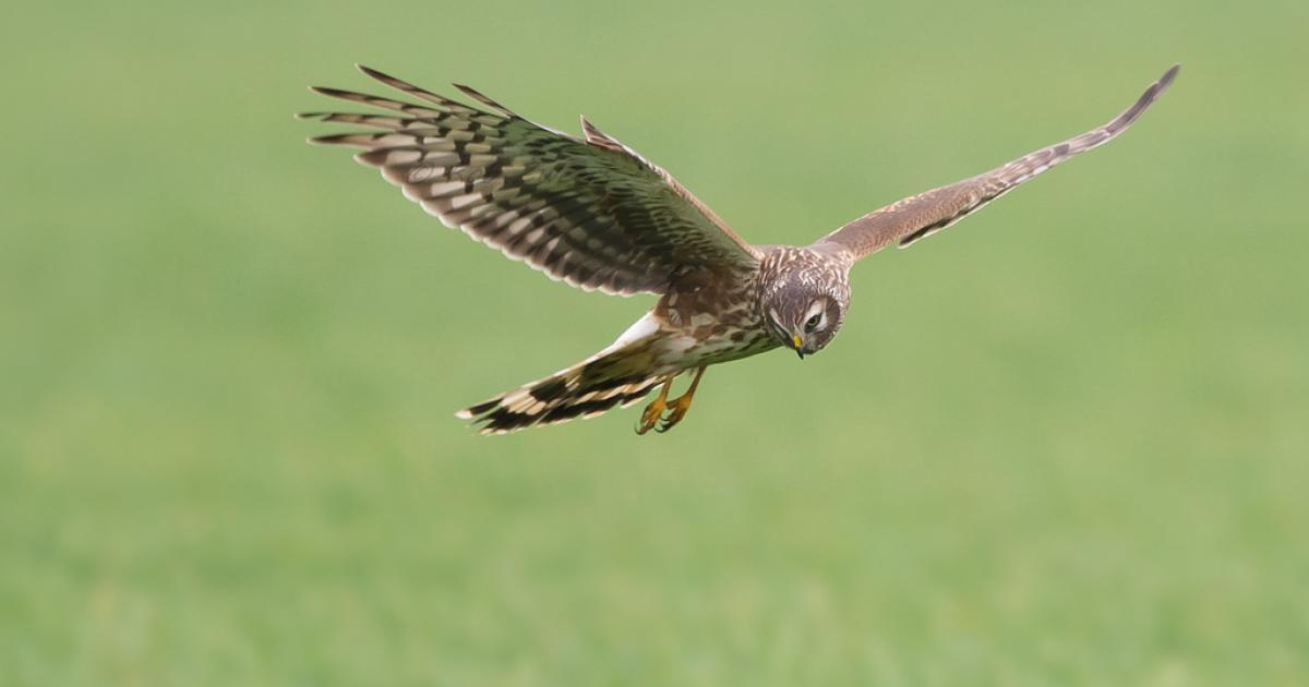 Hen harriers and red grouse