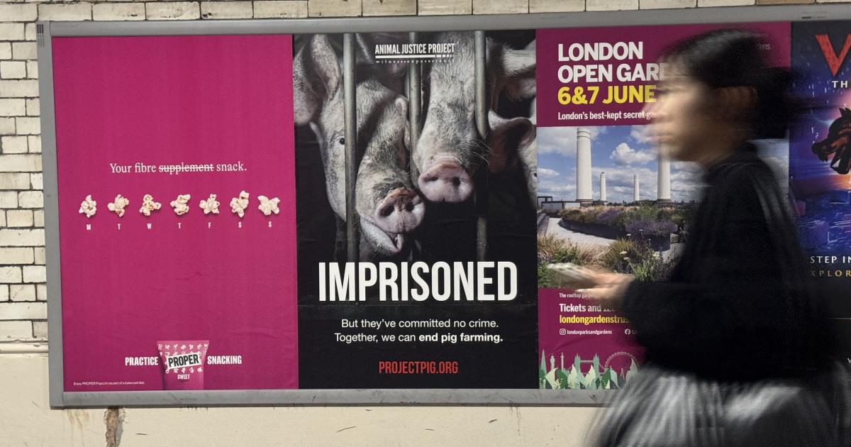 Pig suffering given a platform
