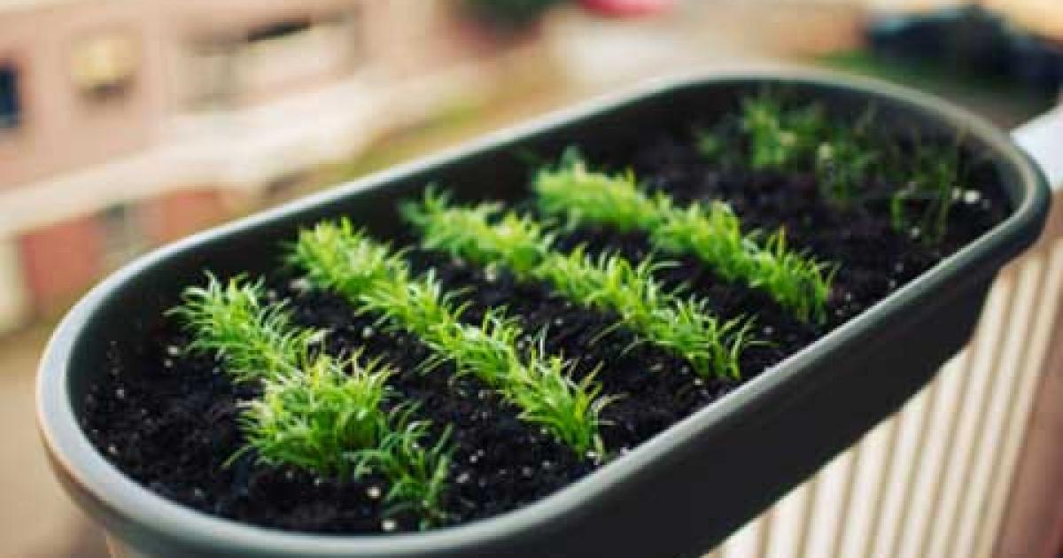 Getting started in balcony farming