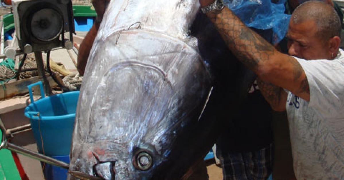 EU subsidies linked to overfishing