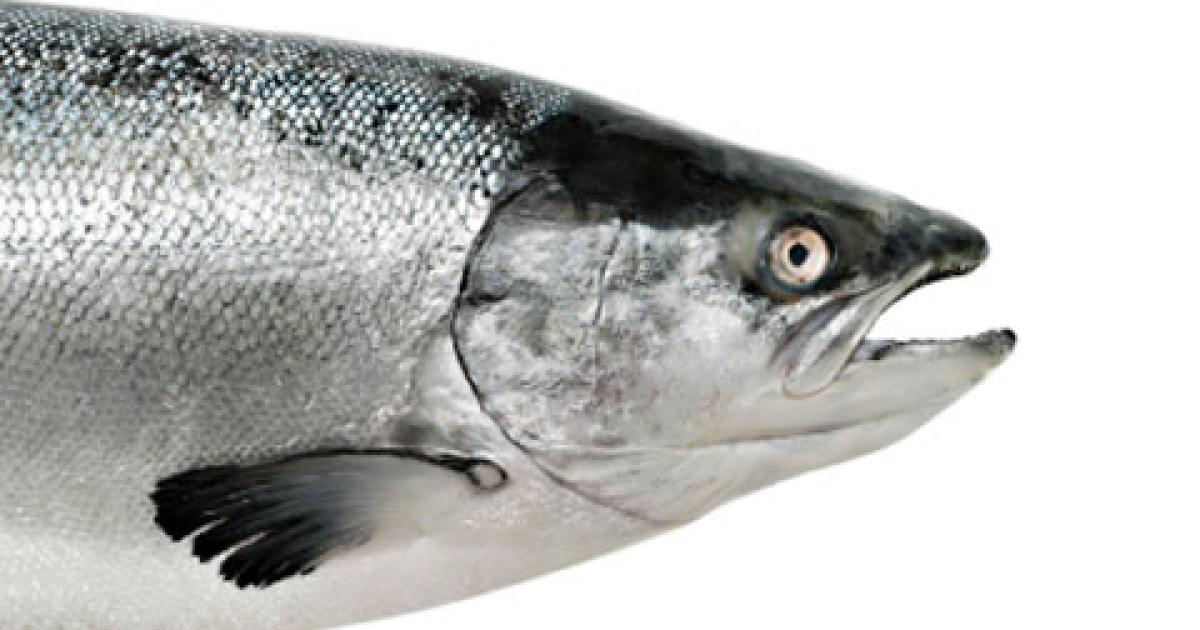 Warning as infectious salmon disease spreads from Europe's fish farms ...