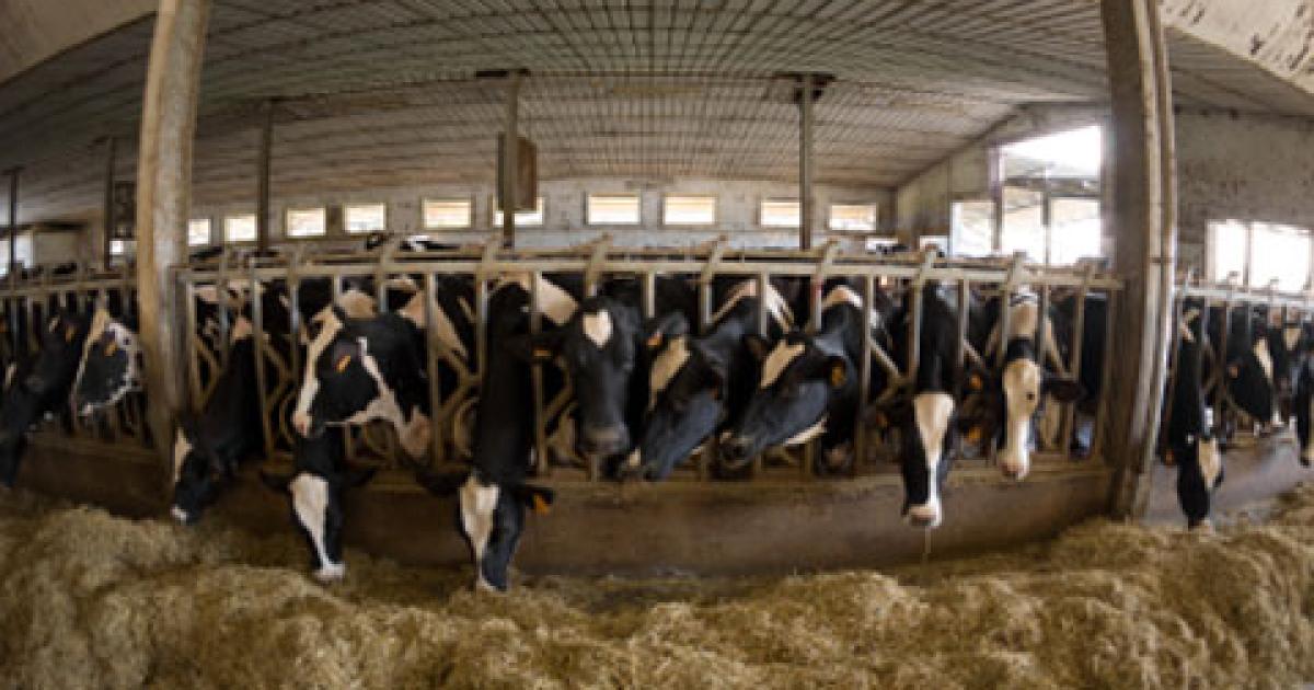 What is the environmental footprint of mega-dairy farming?