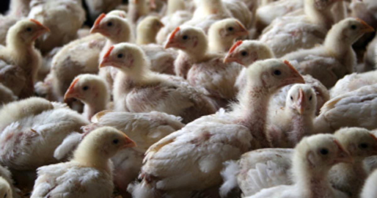 A million contaminated chickens