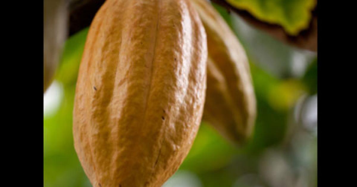 Melting chocolate: climate change threatens West Africa's cocoa dominance