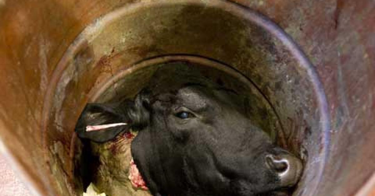 Revealed: the secret horror of the world's 'mega' factory farms