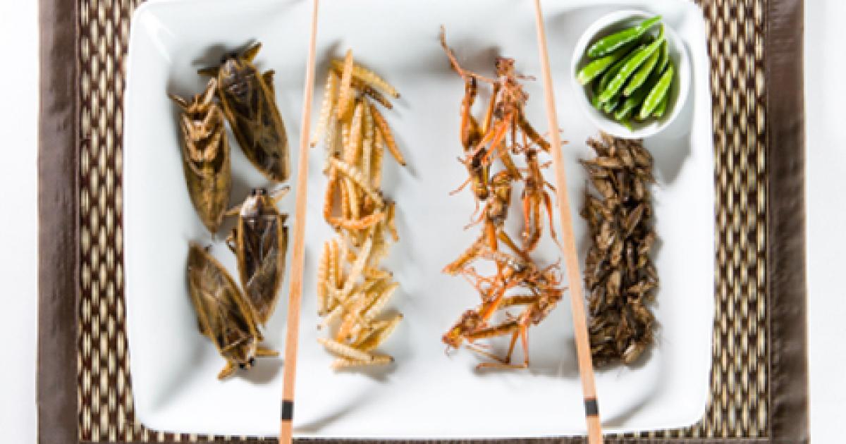 Snack on that! Are insects the future of food?