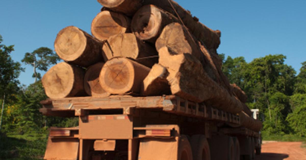 UK shamed as appetite for cheap timber sees it top sales of illegal wood