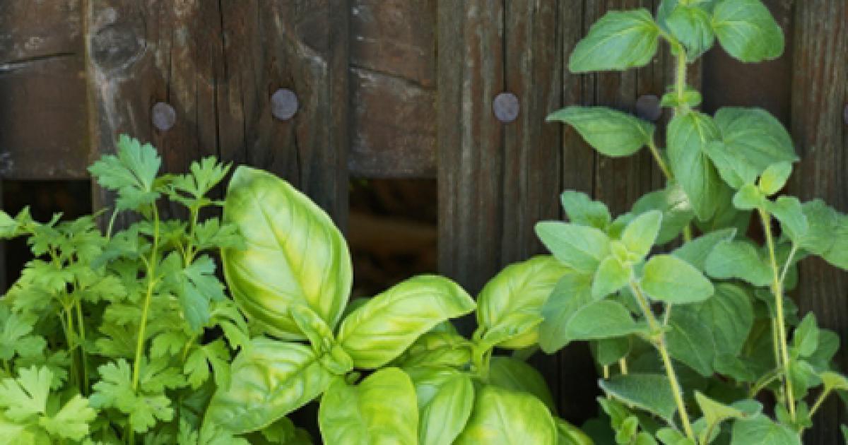 How to… grow and use herbs