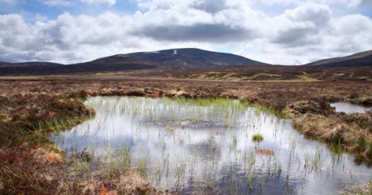 The truth about peat moss
