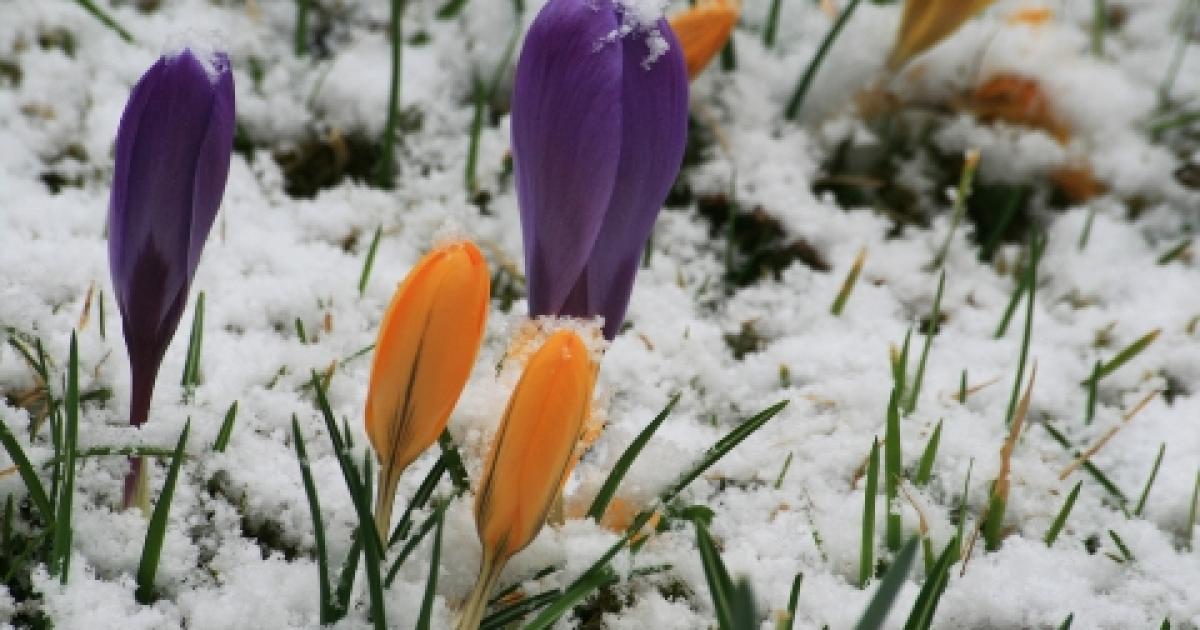 Scientists link frozen spring to dramatic Arctic sea ice loss