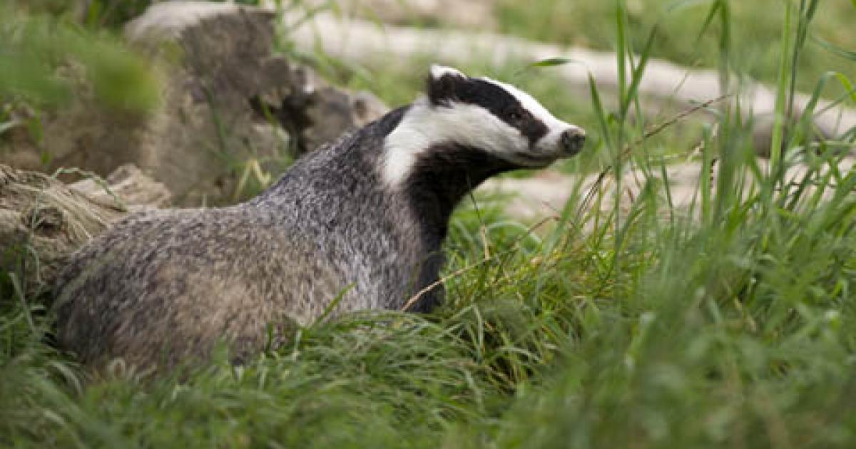 Why the organic movement's badger cull stance threatens its image