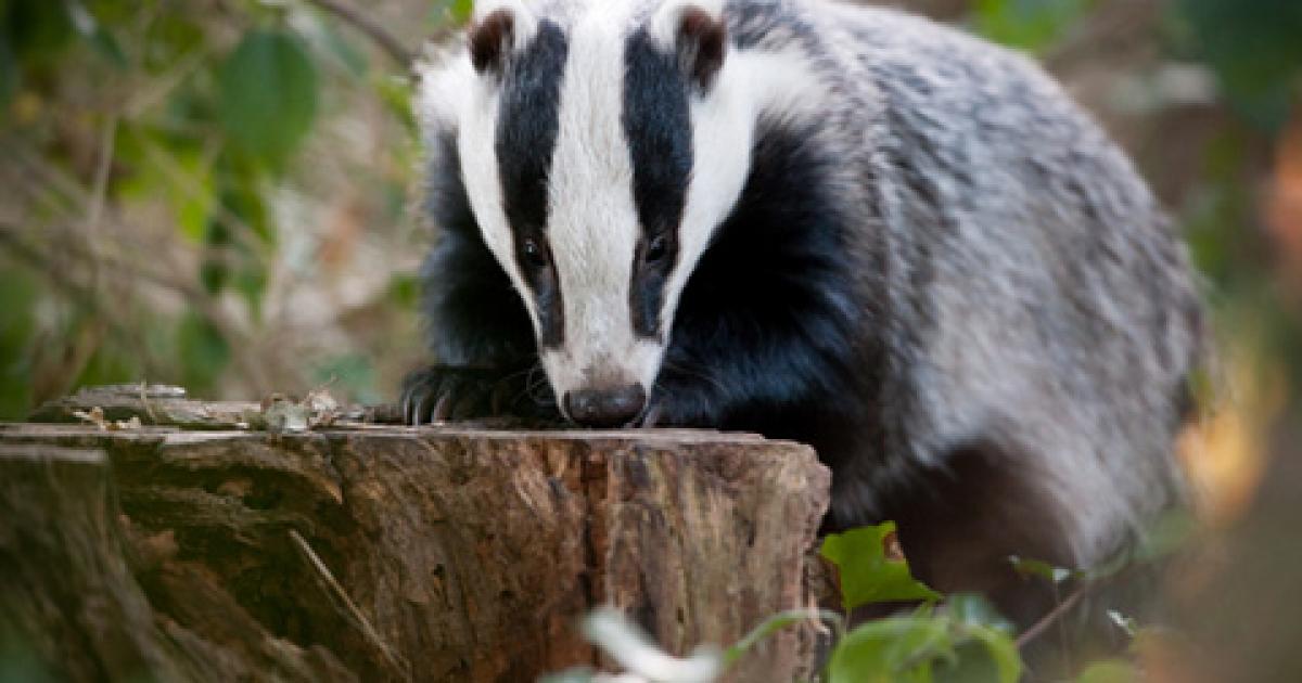 Badgers: the truth behind the cull
