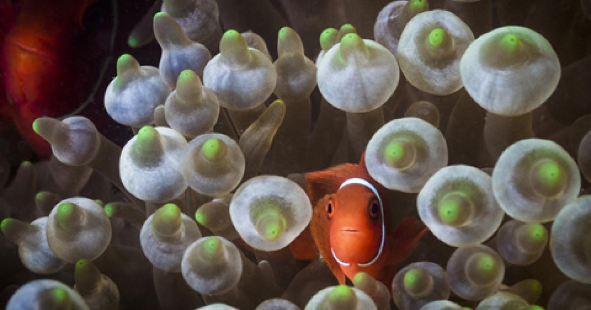 PHOTO GALLERY: Mapping the health of our endangered coral reefs