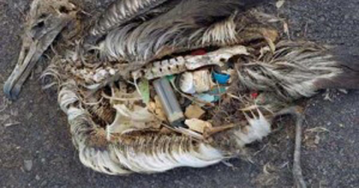Microplastic Soup: The State of Our Oceans