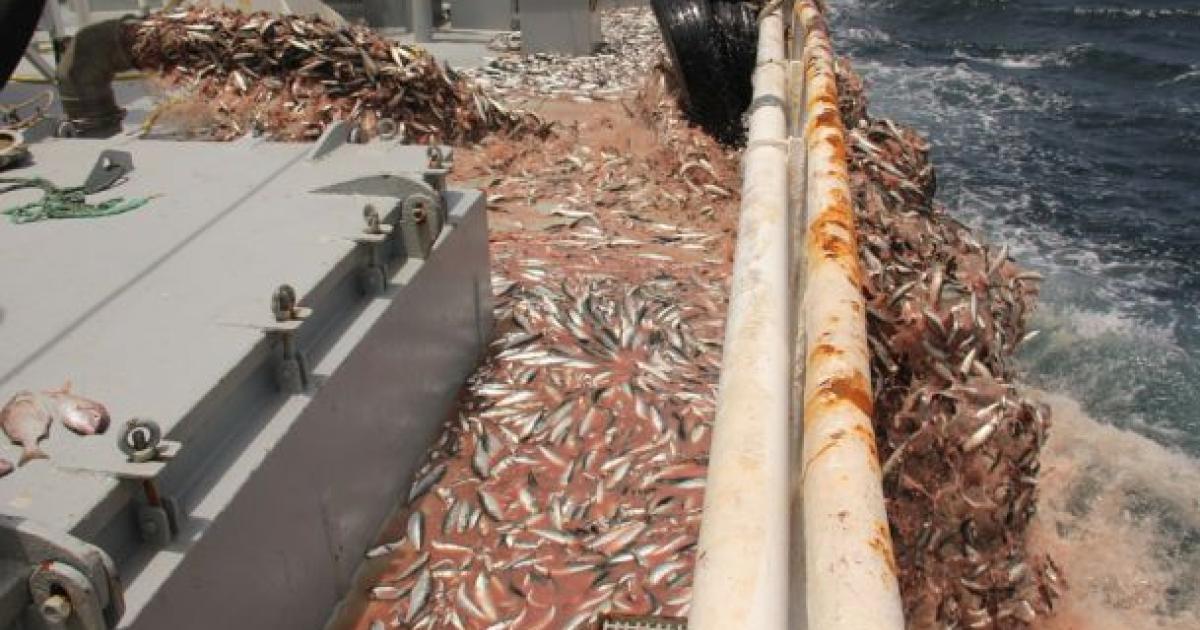 EU set to join in Western Sahara fisheries plunder