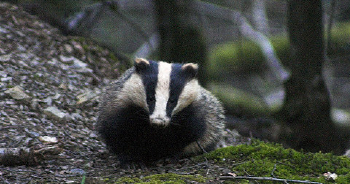 BBC says sorry - we got it wrong on Irish badgers