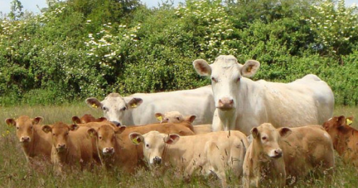 Genetic study shows we can breed TB-resistant cows