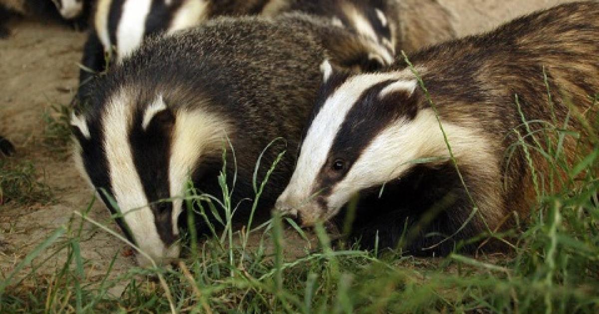Badger Trust claims victory in the court of public opinion