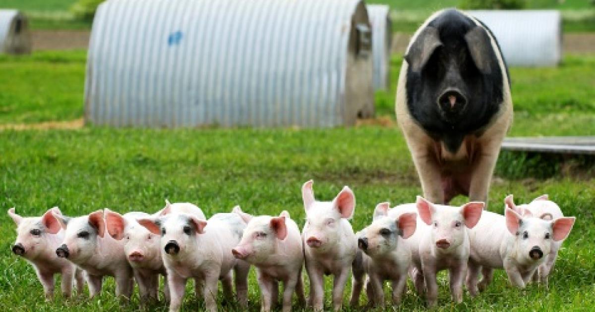 Taking the 'Pig Pledge' for happy, healthy, outdoor farming