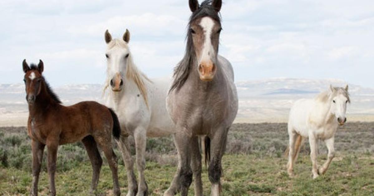 America's wild mustangs cannot be left to manage themselves