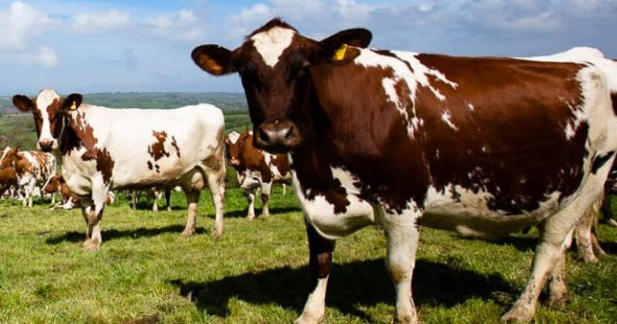 Save our farmers with fair trade milk!