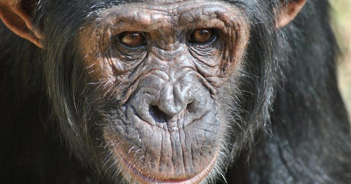 Palm oil wiping out Africa's great ape rainforests