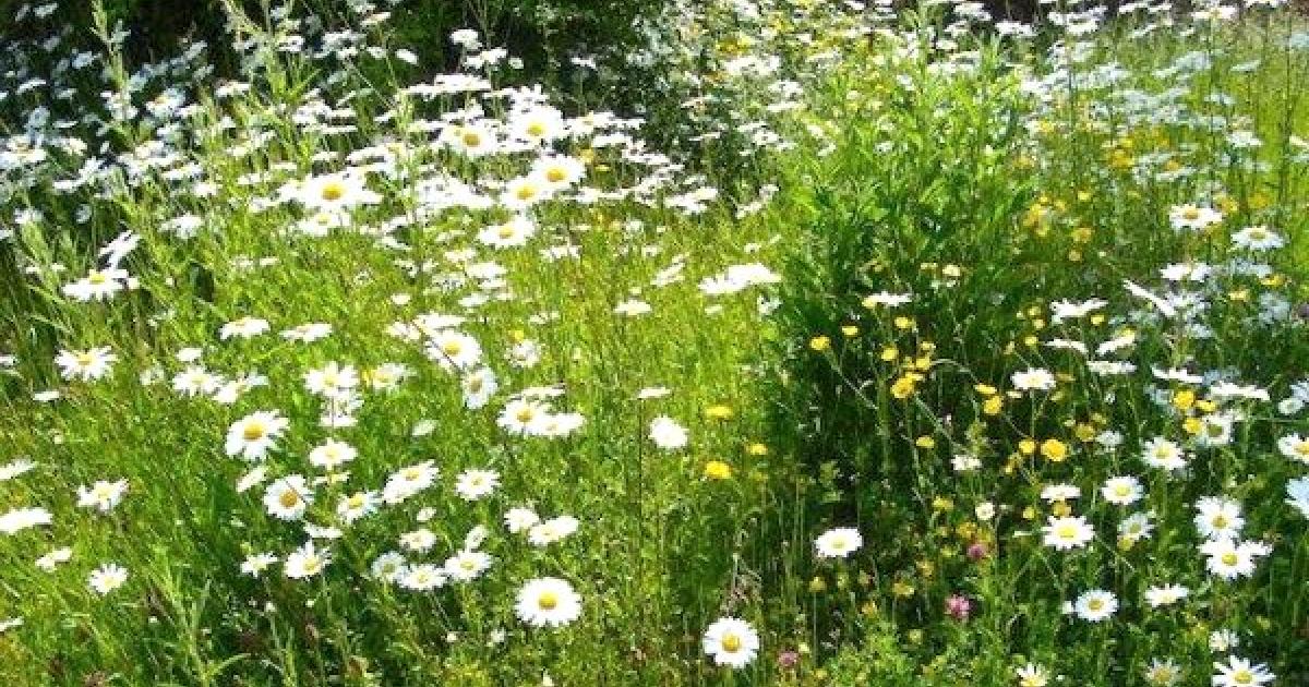 Nearby wild - how I turned my lawn into a mini-meadow