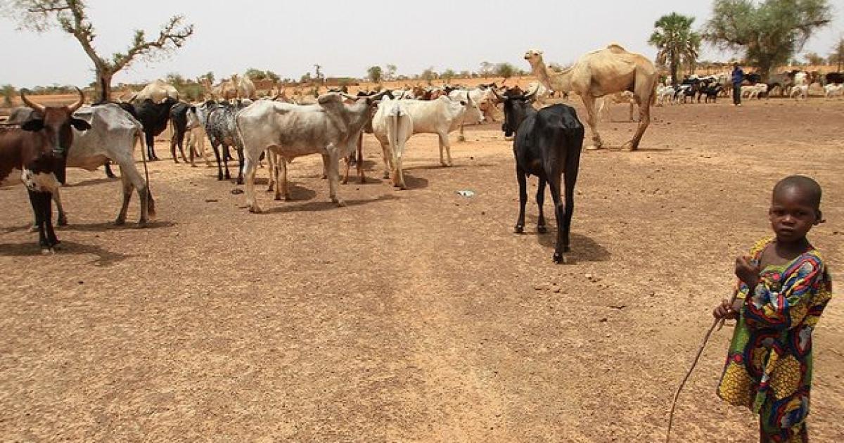 Rebellion and hunger - how drought and food scarcity are fanning the ...