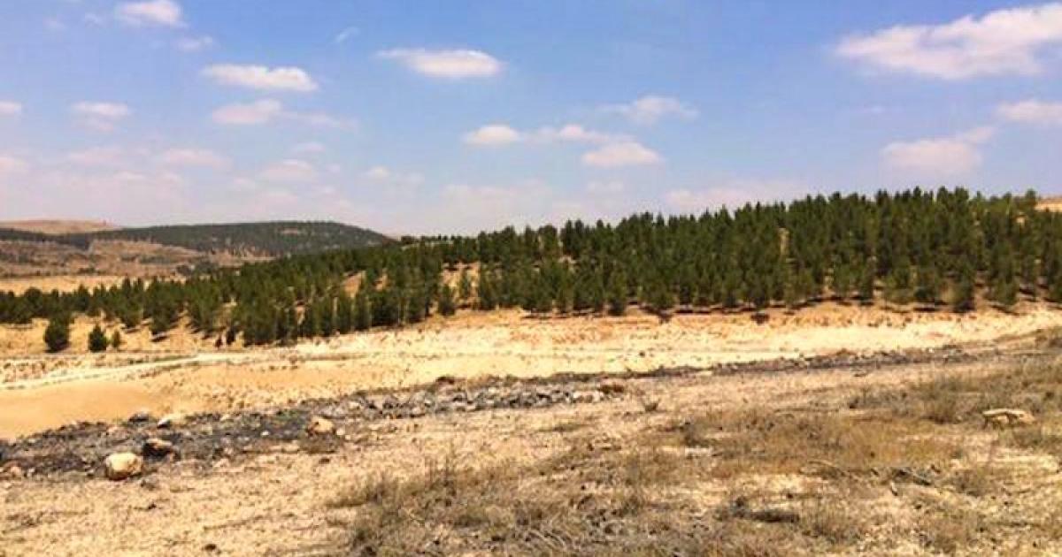 Israel's Forest of Yatir to expand over Bedouin village