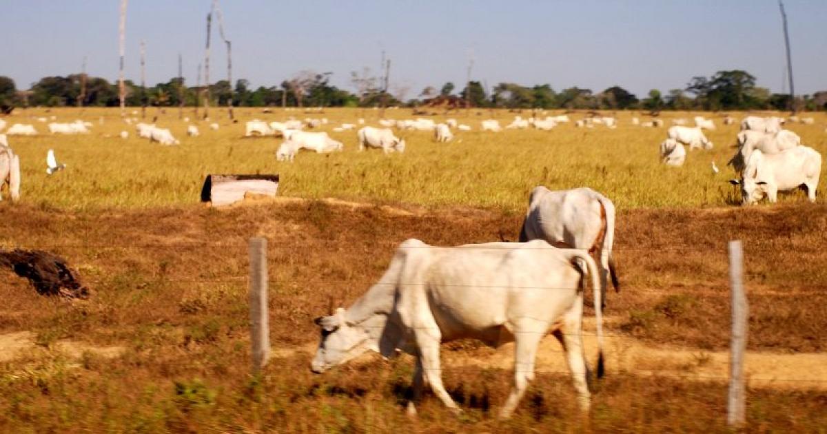 Meat - the climate opportunity we can seize at every meal