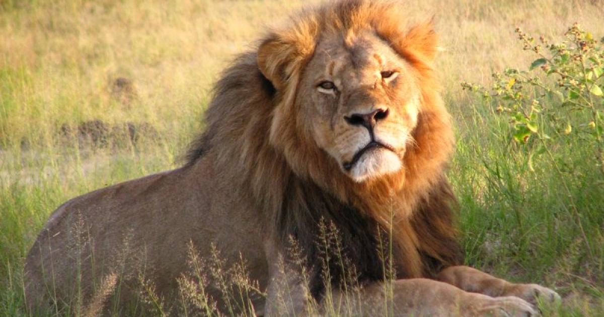 Africa has half as many lions as 20 years ago - but don't blame trophy ...