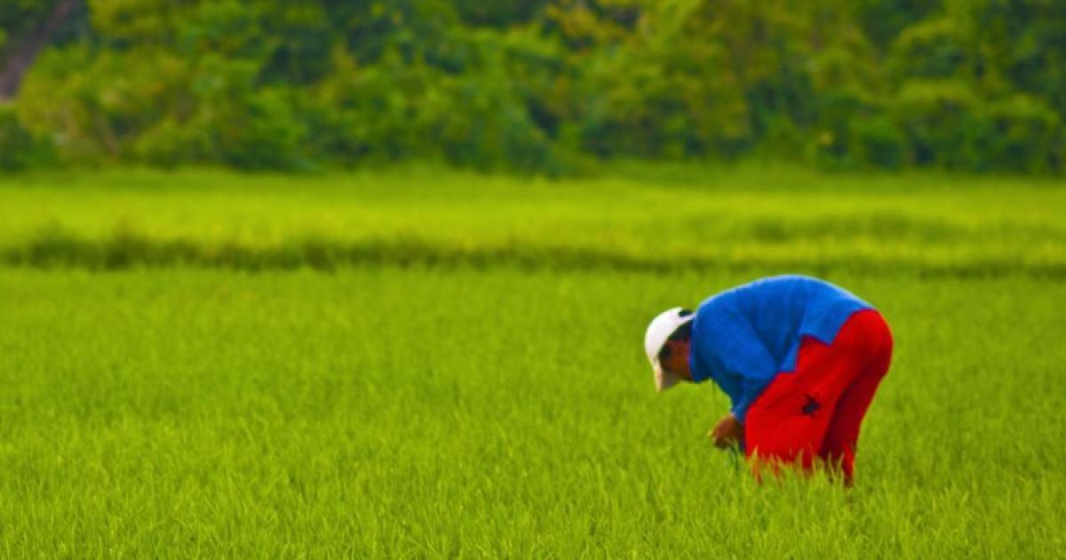 Golden rice: the 'GM superfood' that fell to Earth