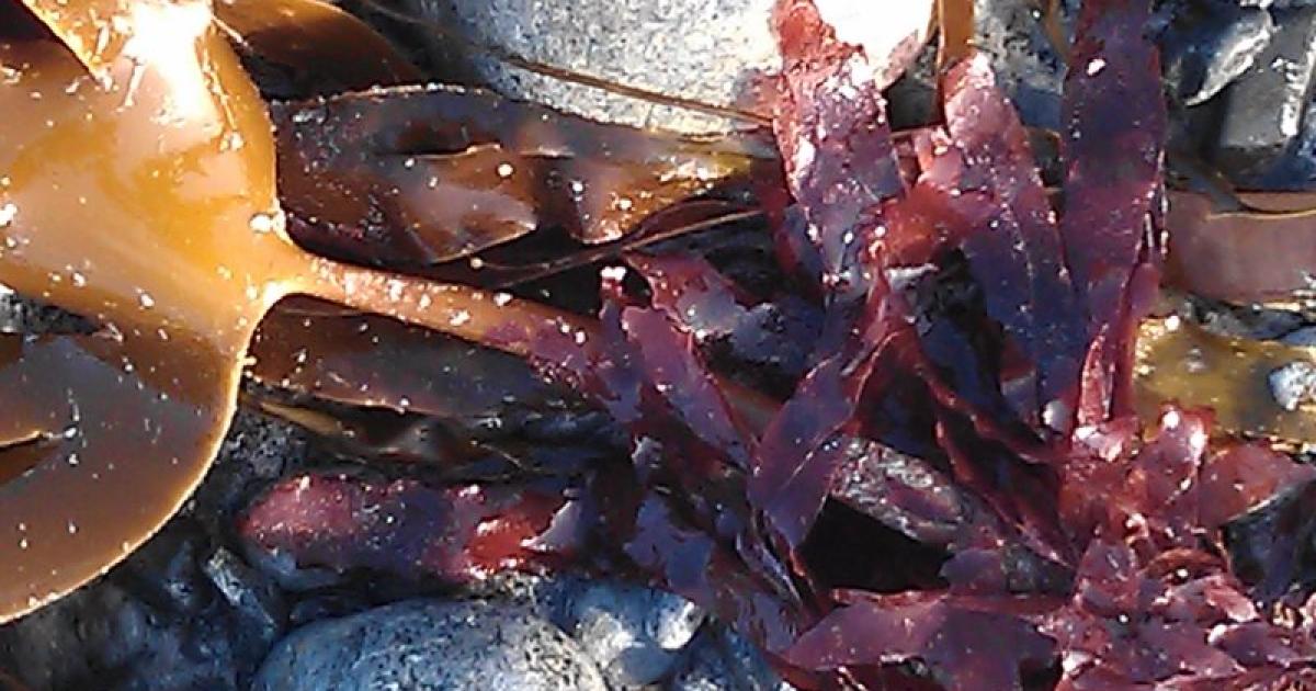Seaweed on the shore, seaweed in the kitchen