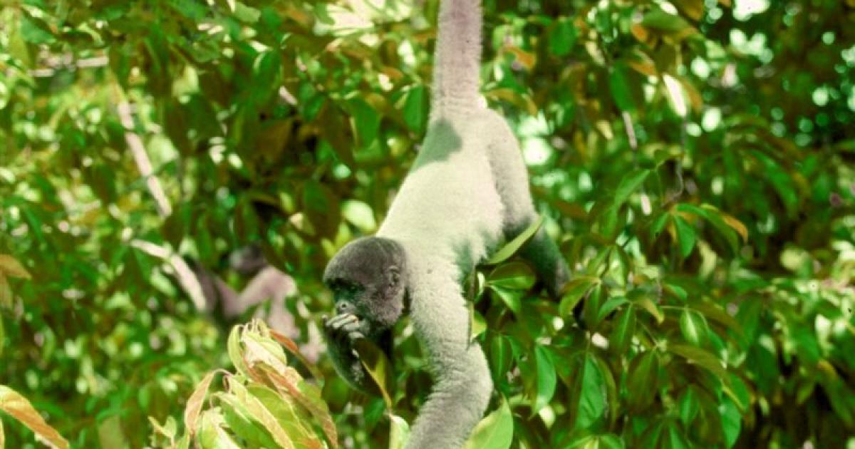 Hunting in the Amazon threatens rainforest carbon