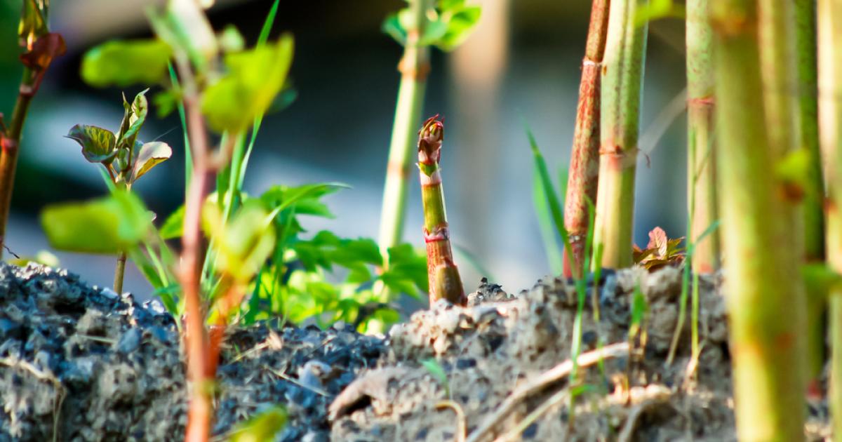 Tackling the knotty issue of non native invasive weeds: what impact ...