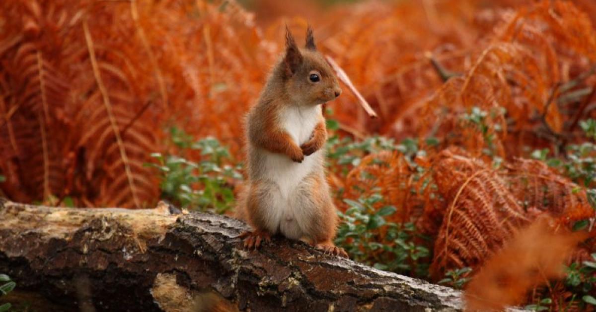 Red squirrels return to Scotland's Caledonian forest