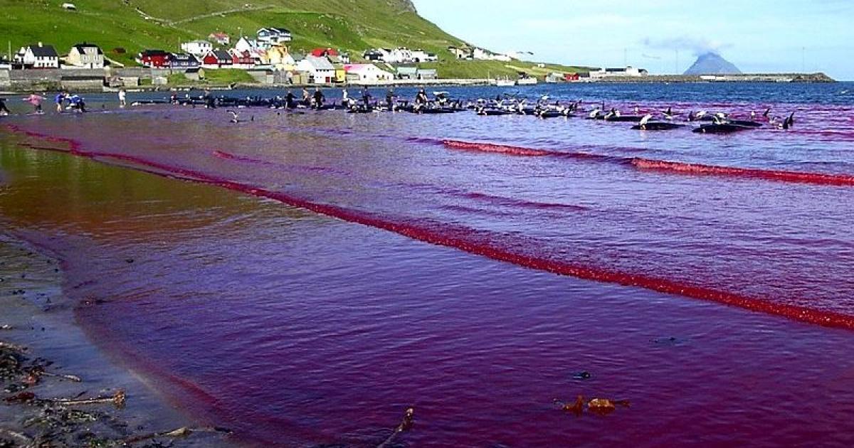 Sea Shepherd captain 'guilty' of causing suffering to dolphins