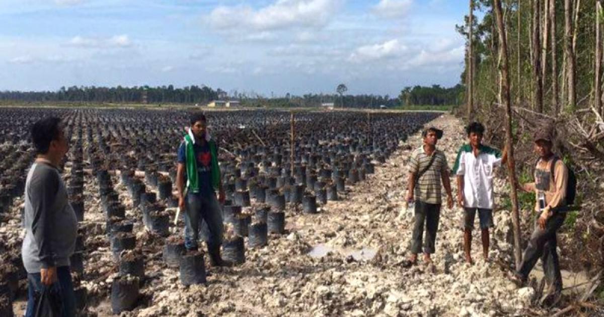 The new colonialism: 'developing' superpowers join the global land grab