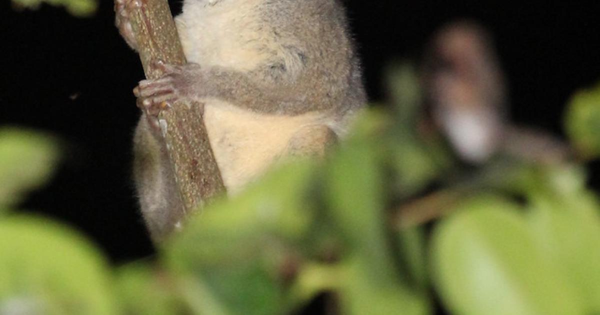 UK researchers discover a new species of primate from Africa's Angolan ...