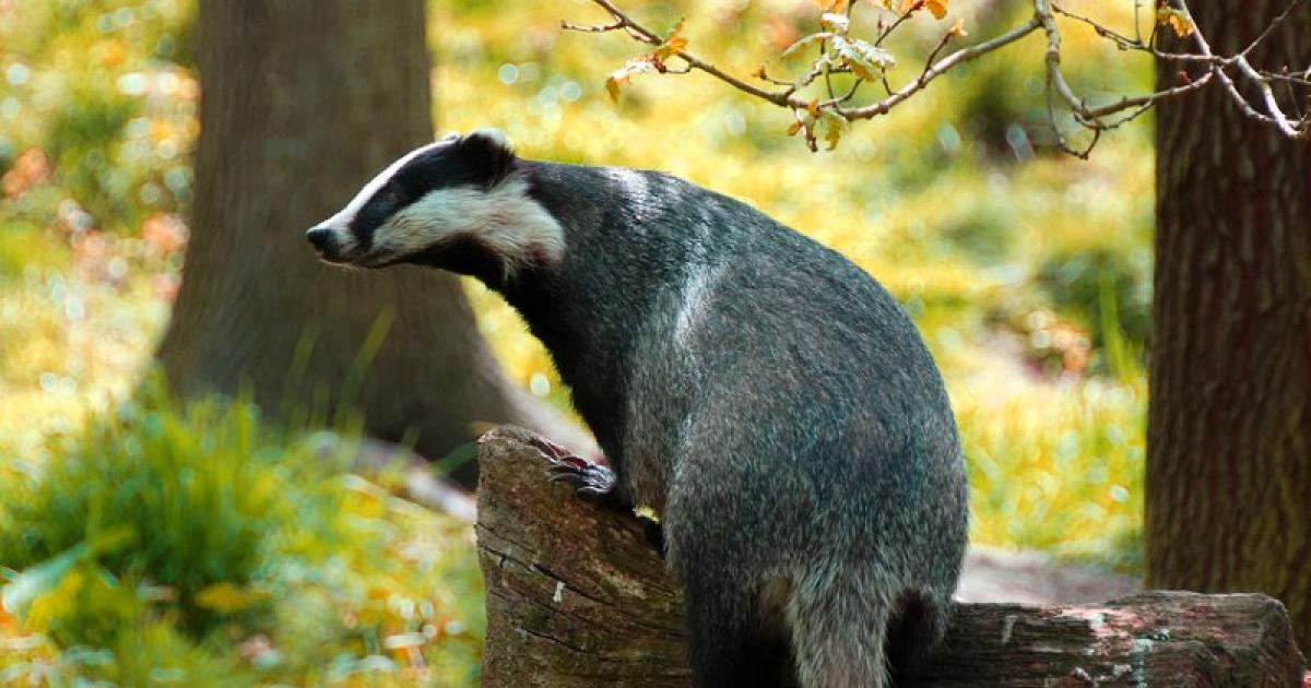 Is Natural England granting unlawful badger cull licences to farmers ...