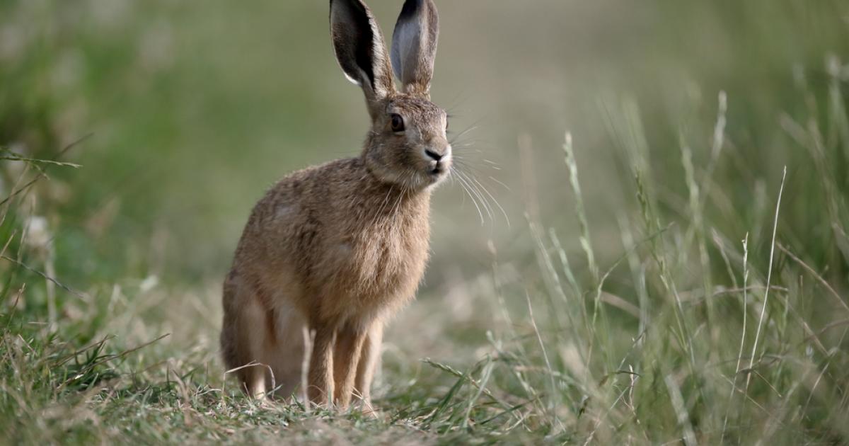 How planting bioenergy crops could help stop Britain's brown hare from ...