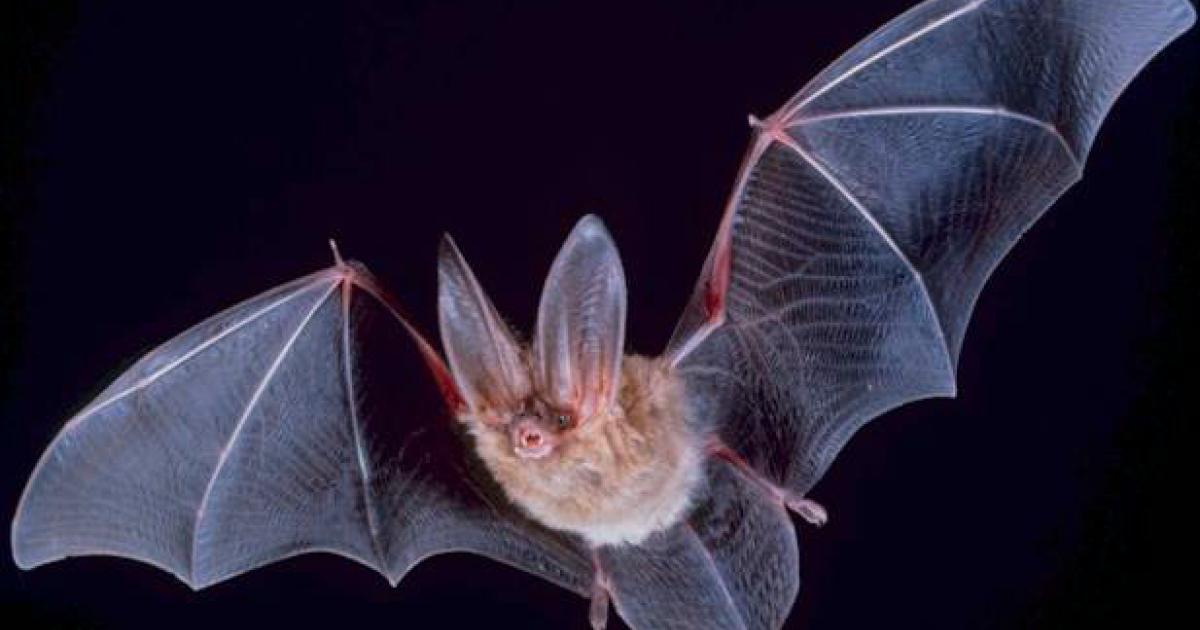 Bats' unique heart rate conserves energy and powers flight
