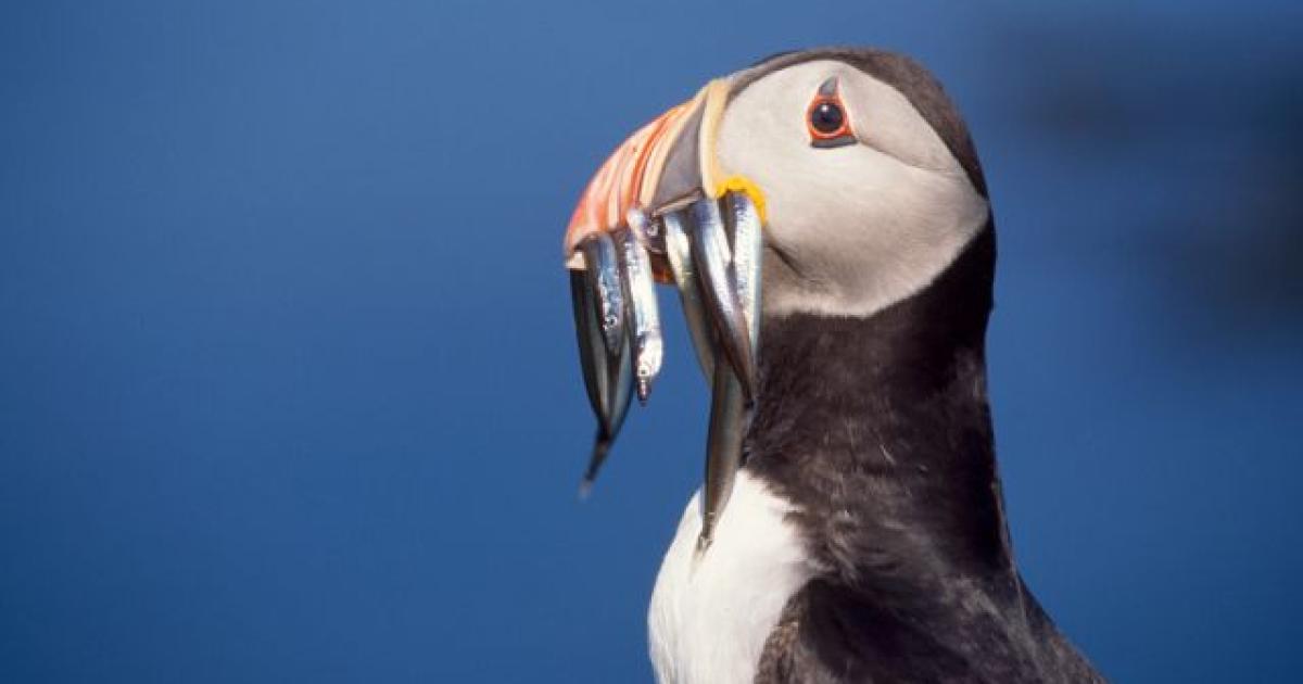 Newly elected RSPB chairman warns of decline in wildlife
