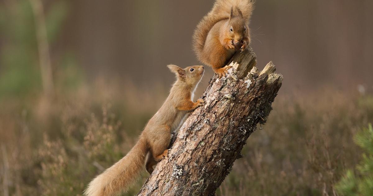 Red squirrel reintroduction success with breeding and natural expansion