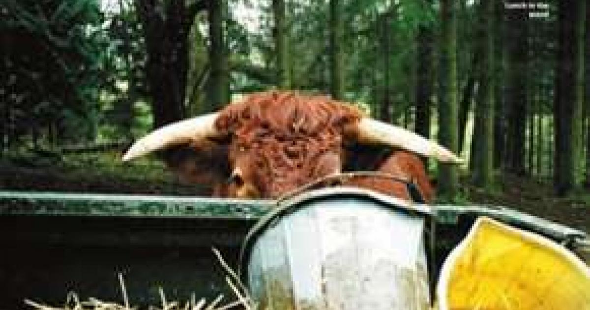 The secret life of cows